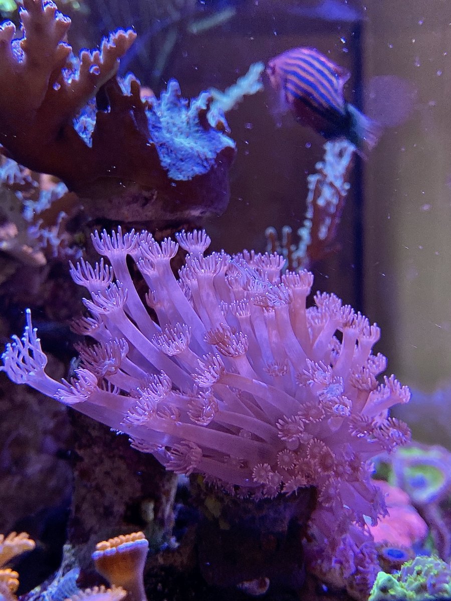 Reef Pi An Opensource Reef Tank Controller Based On Raspberry Pi