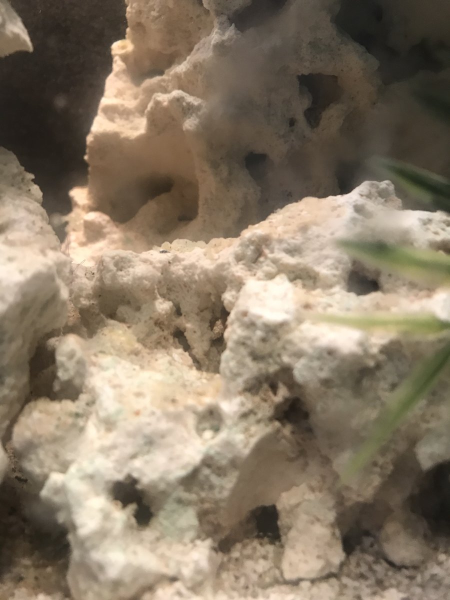 Beneficial or pests? | Reef2Reef
