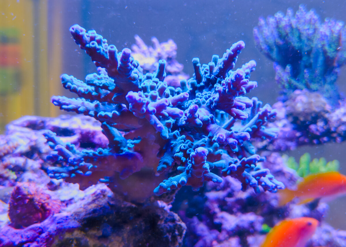 Oregon Tort: A True Survivor | Reef2Reef