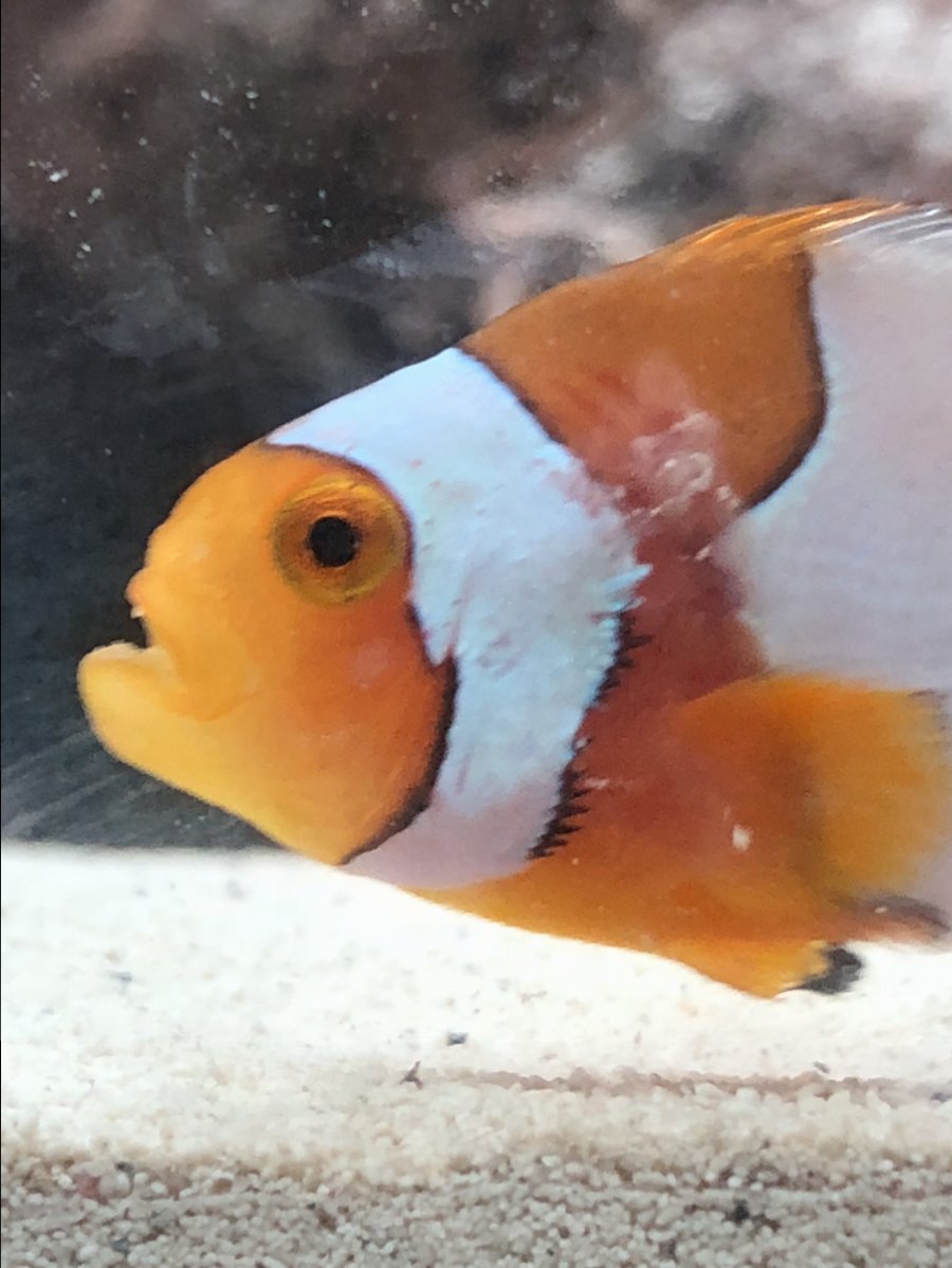 Help! One clownfish dead from stringy pool other looks like it will die ...