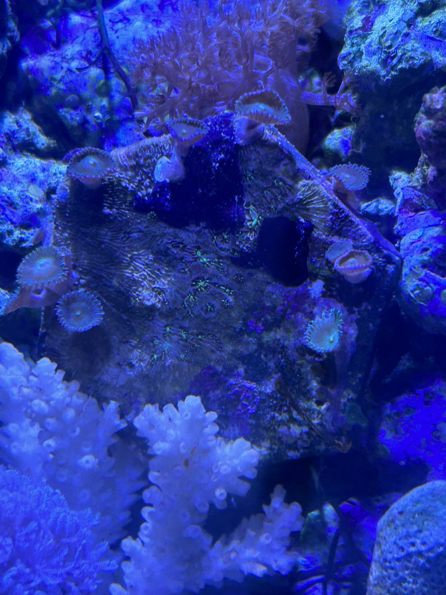 Weird stonycoral thing that came on a frag plate | Reef2Reef