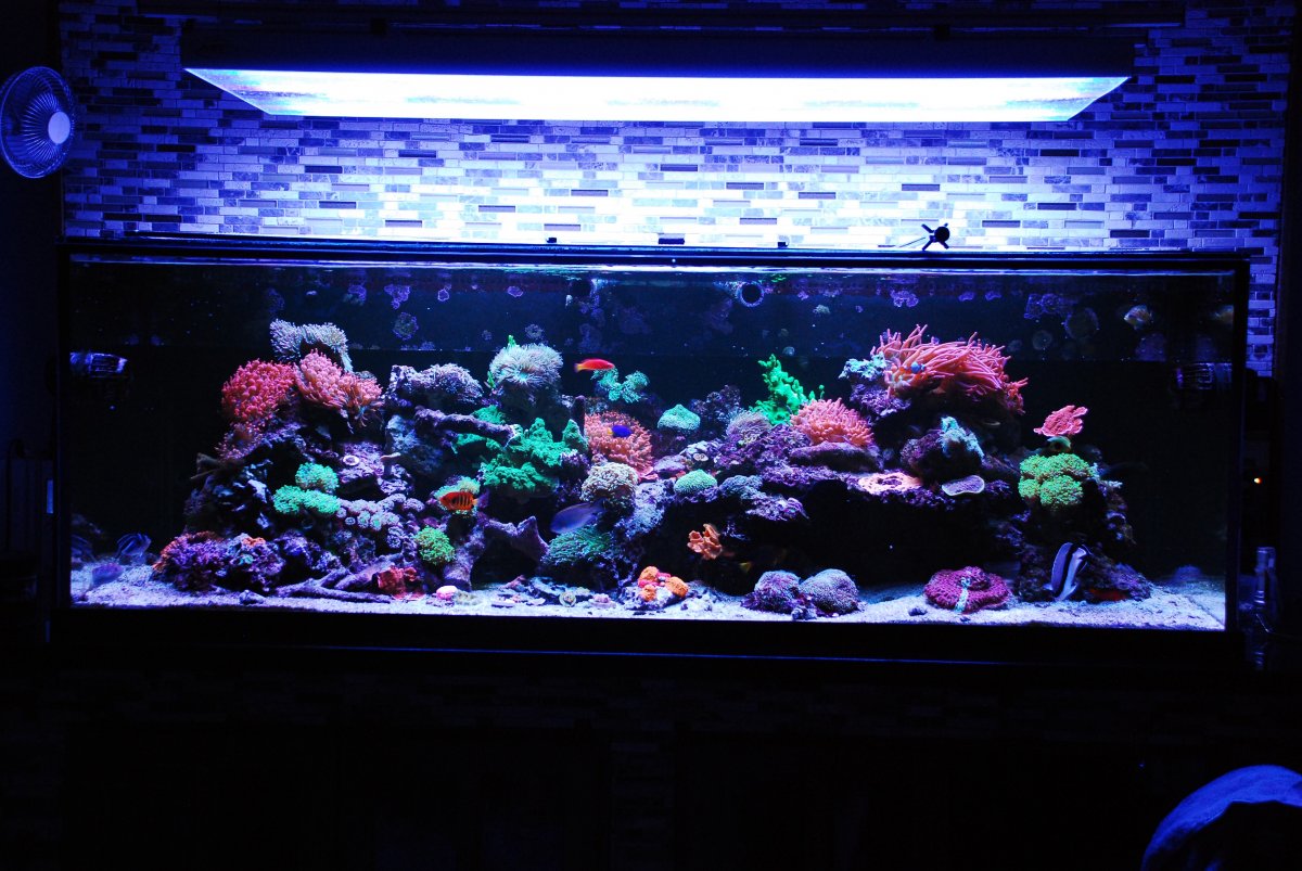 Large Build - My 380 gal tank build!! | Page 2 | Reef2Reef