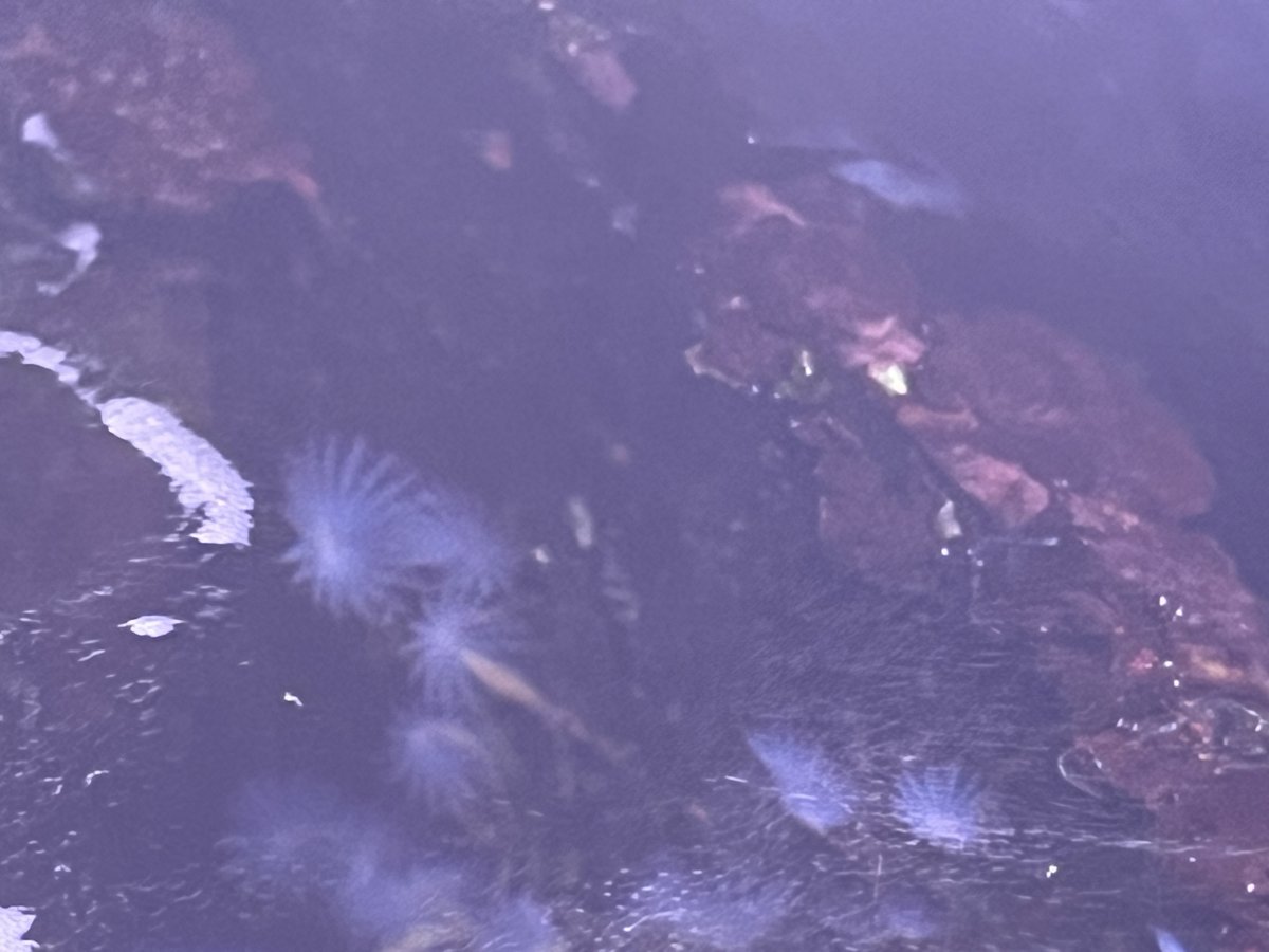 Plating algae in sump | Reef2Reef