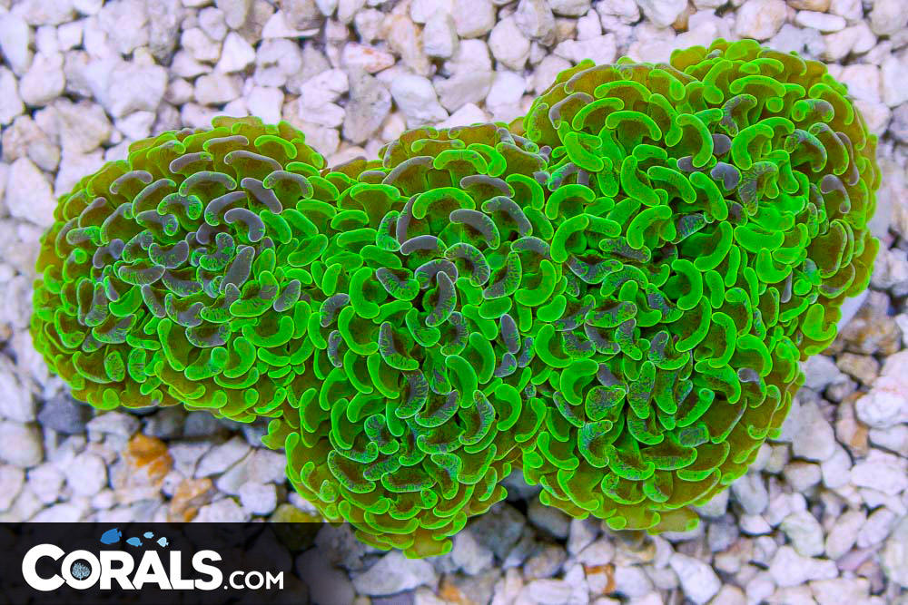 Top 10 Coral Picks of the Week! ~Corals.com | REEF2REEF Saltwater and ...