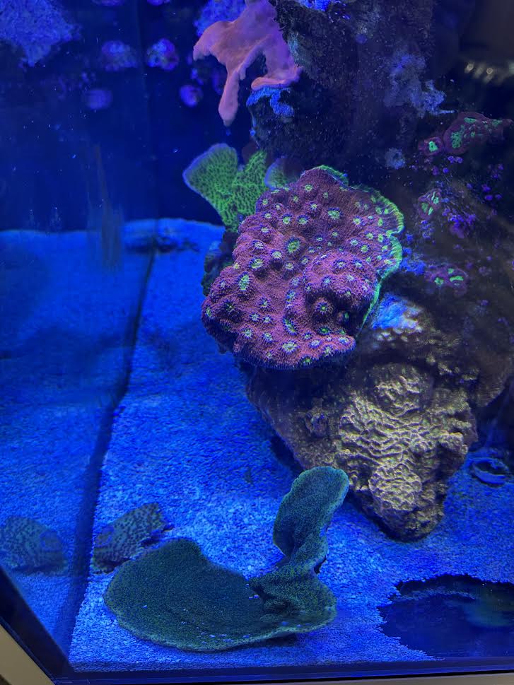 New York - Live Goods - All corals for sale SPS, LPS, GONI, YELLOW TANG ...