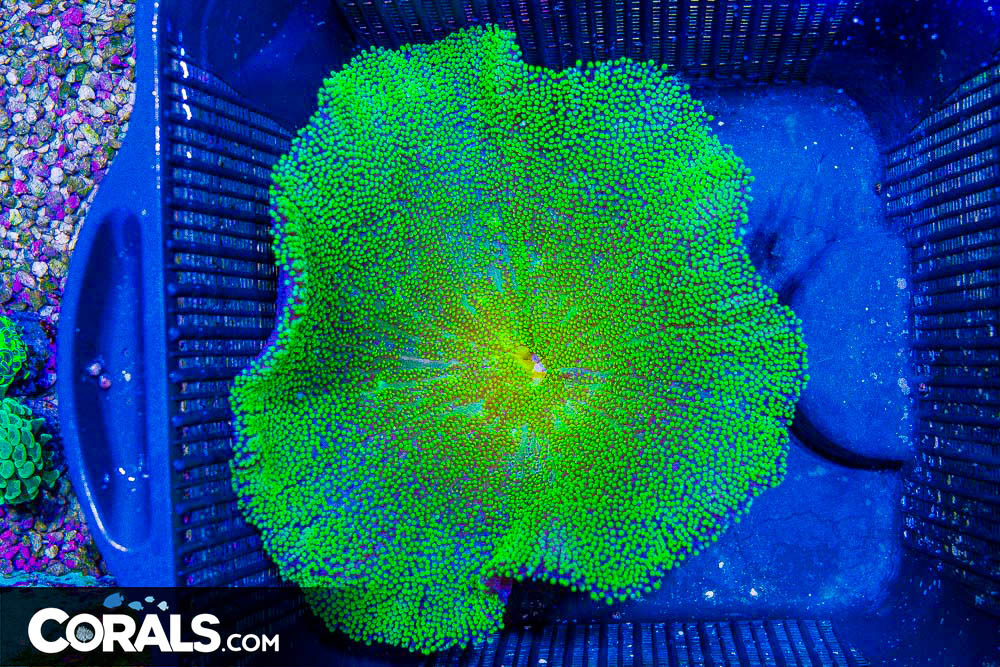 **FIRE NEW CORAL DROP** Colonies, Anemones, and Collector's Corals ...