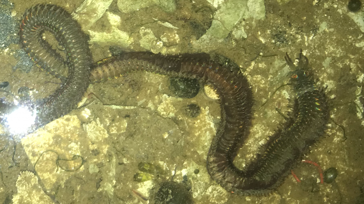 Bobit worm? | REEF2REEF Saltwater and Reef Aquarium Forum