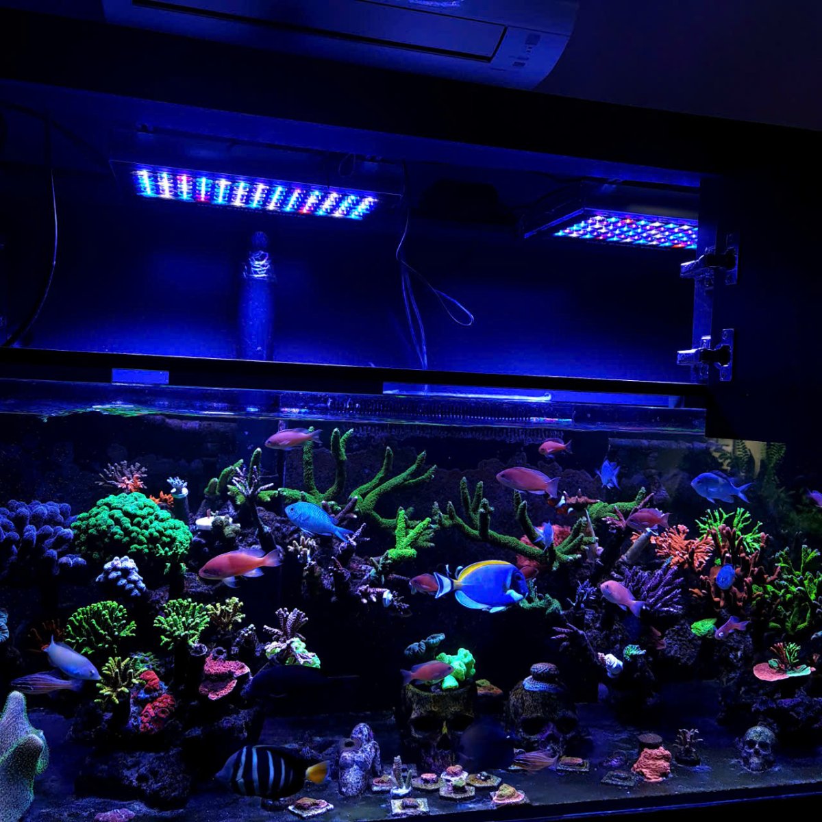 Show me your polluted tanks: High Po4 High No3 | Page 6 | Reef2Reef