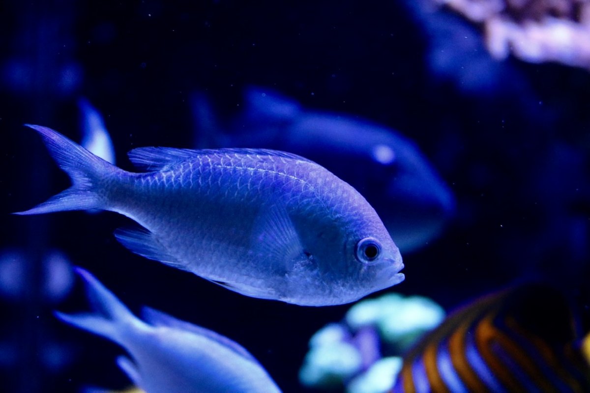 Showoff Your.... Chromis? | Page 3 | Reef2Reef