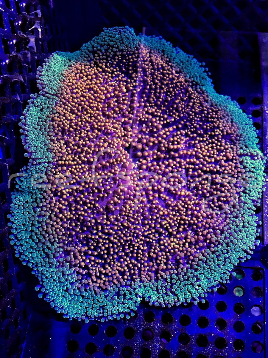 ~ Rainbow Haddoni ~ | Reef2Reef