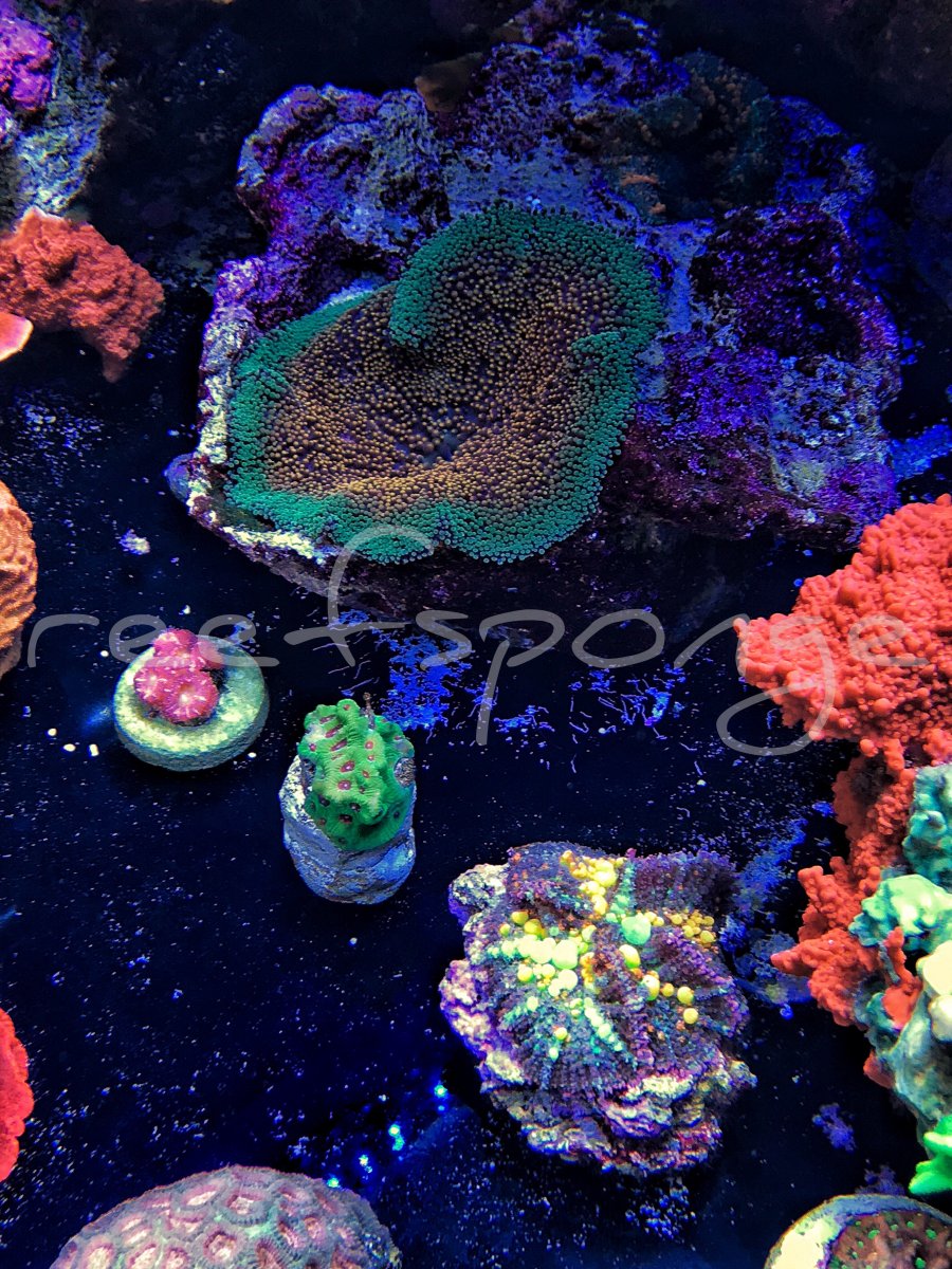 ~ Rainbow Haddoni ~ | Reef2Reef