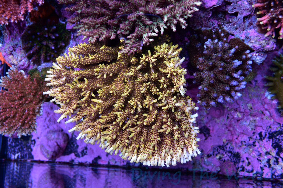 RR Pink Floyd Struggling? | Reef2Reef