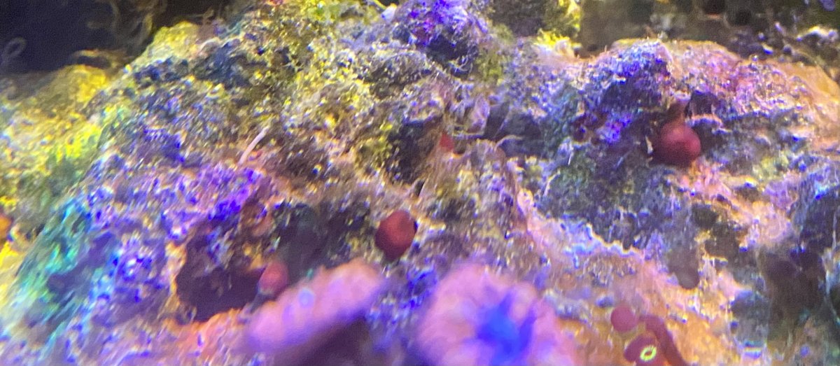 What is this…! | Page 2 | Reef2Reef