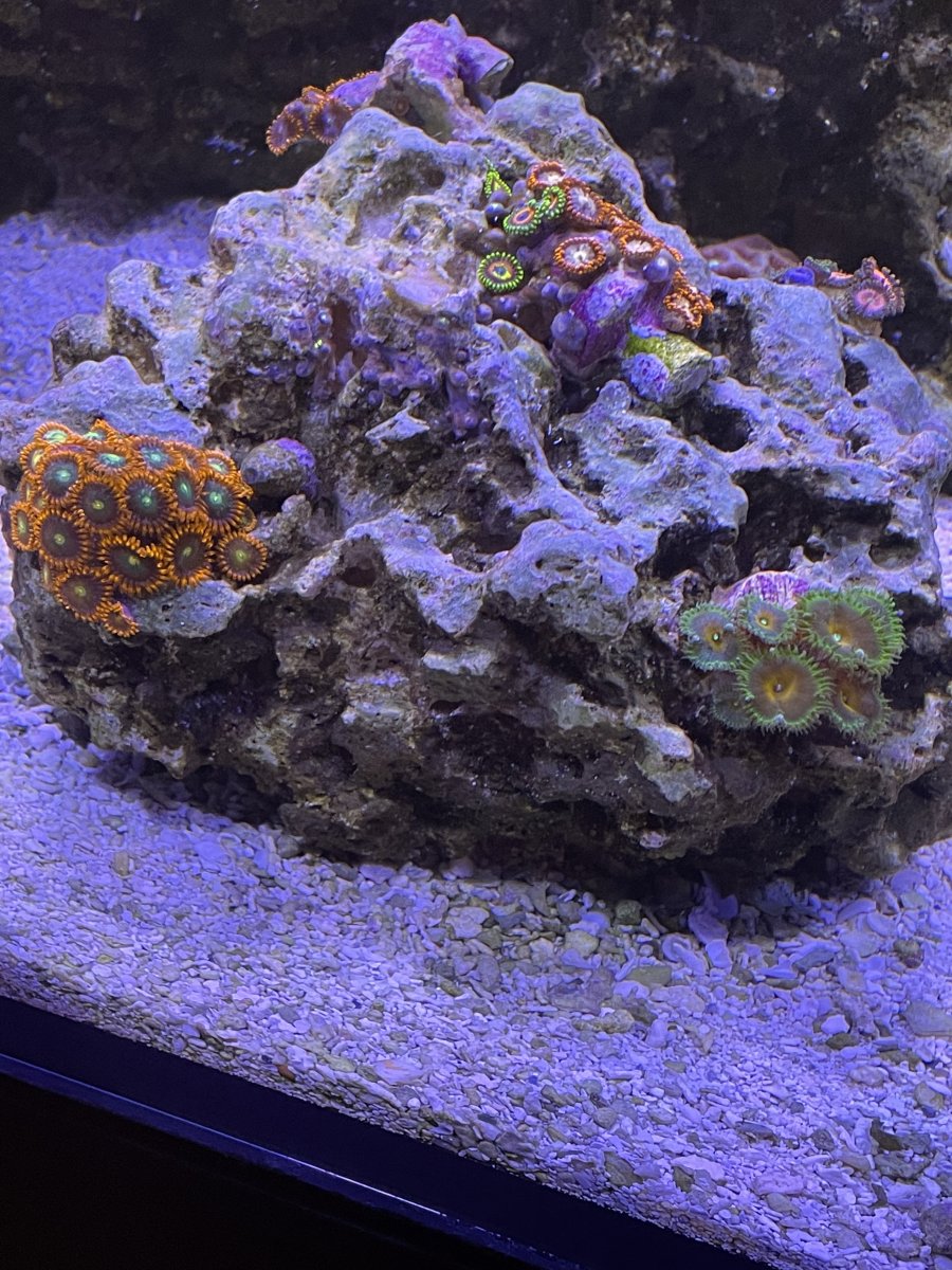Treating zoa-pox? | Reef2Reef