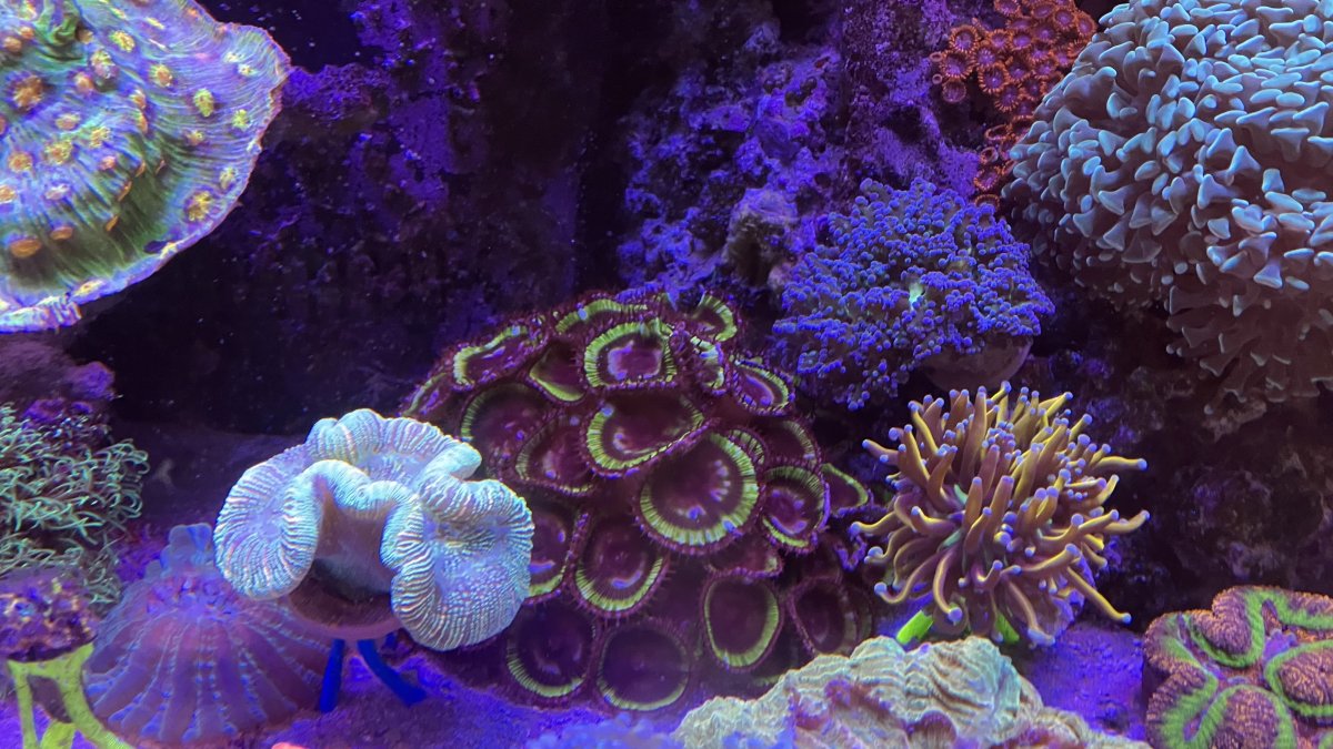Doing an invasive/aggresive corals tank. What can thrive against Xenia ...