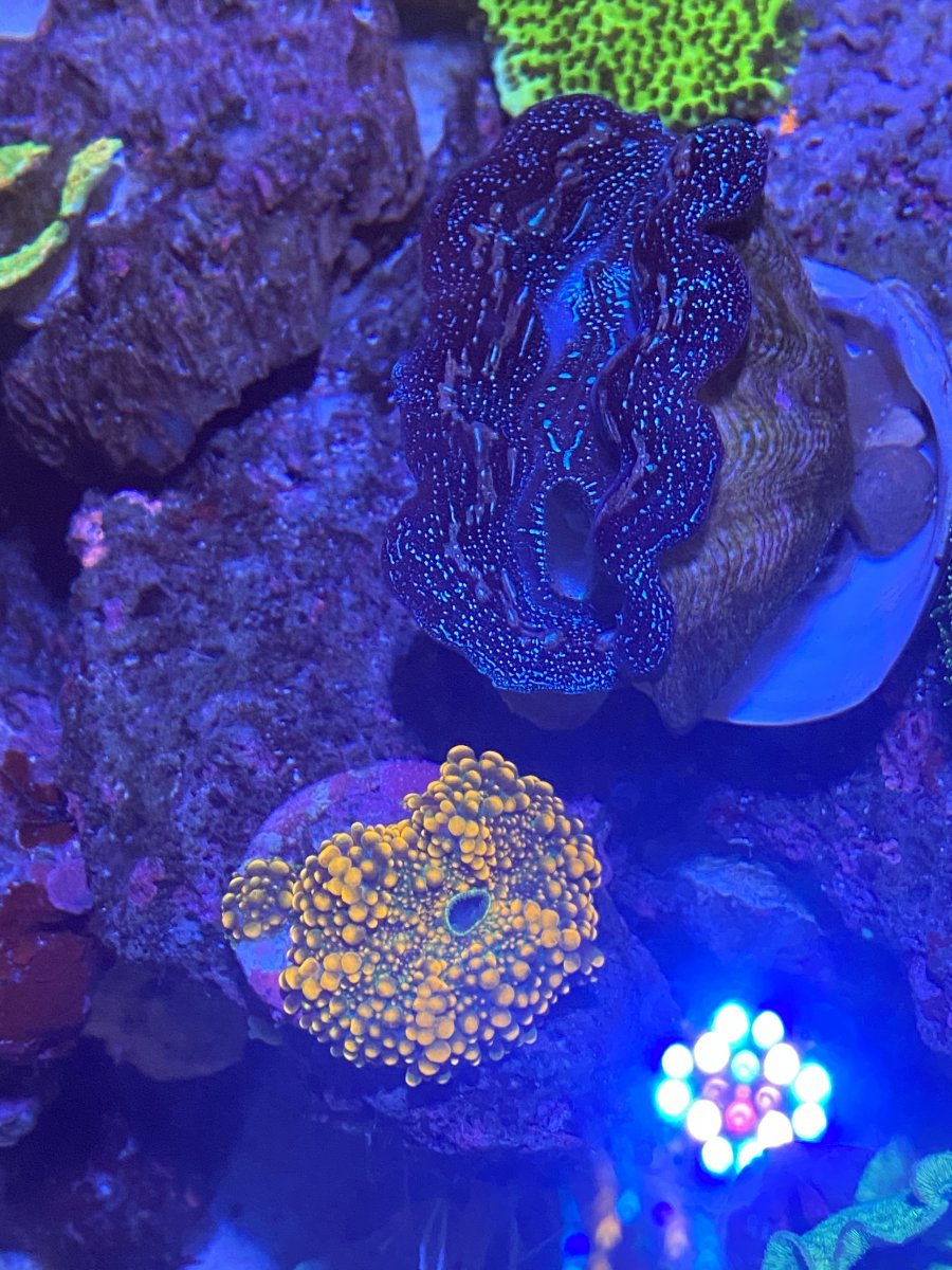 Lets see those mushrooms!! | Reef2Reef