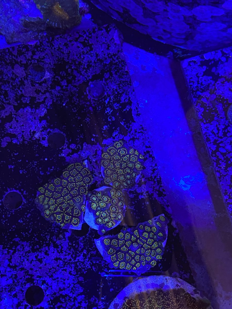 New York - Blue hornets | Reef2Reef