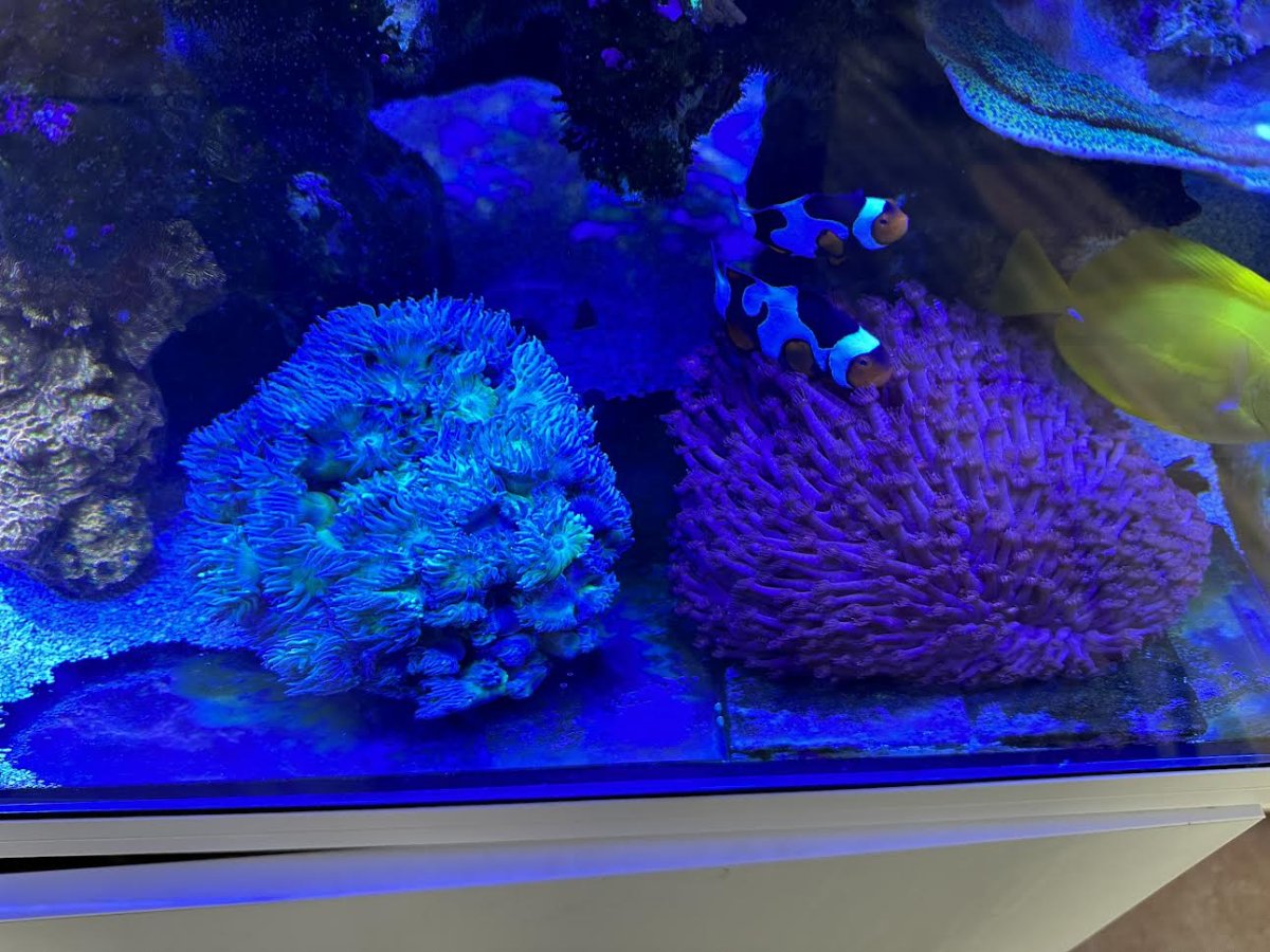 New York - Live Goods - All corals for sale SPS, LPS, GONI, YELLOW TANG ...
