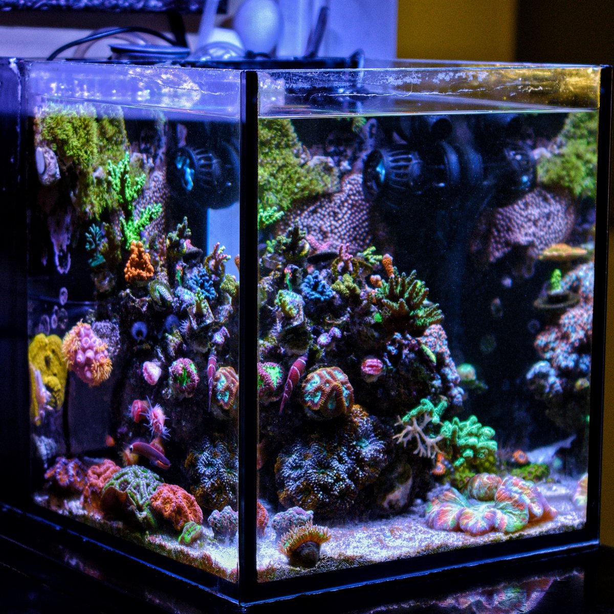 Big or Small? Picking Out Your First Reef Tank | Reef2Reef