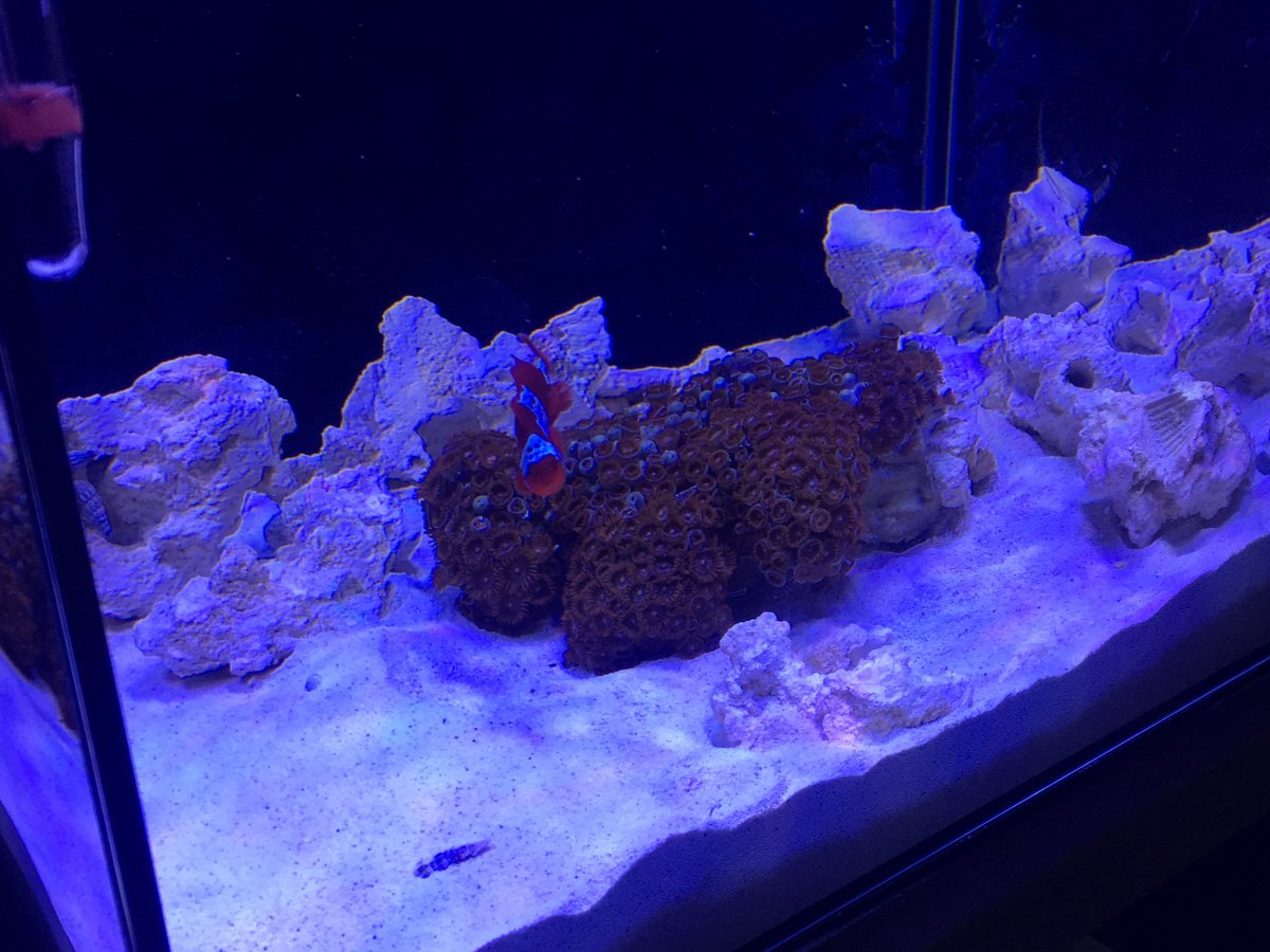 20 gallon sps tank are phosphates something to look at | Reef2Reef