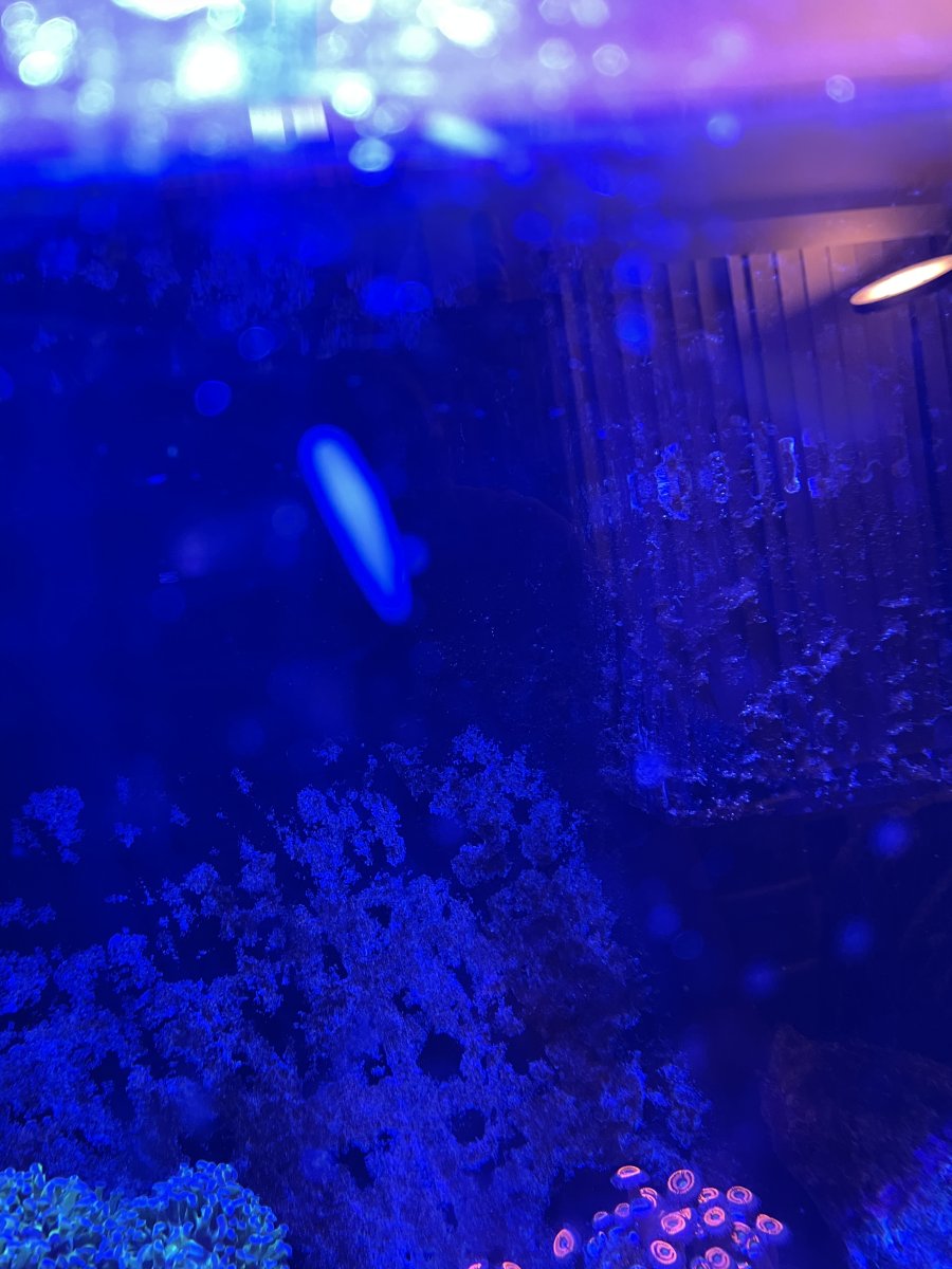 Torch Dying | Reef2Reef