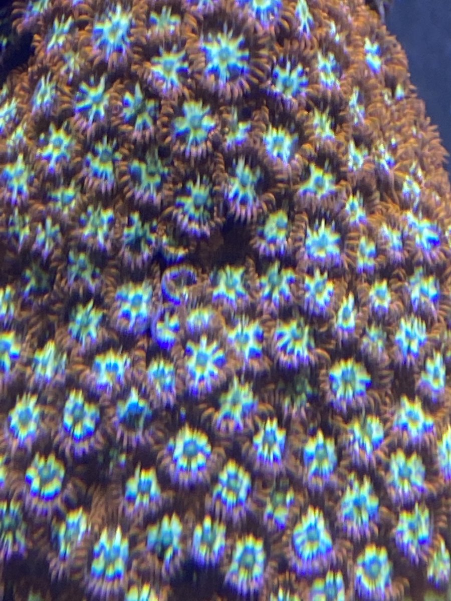 Identification of zoas | REEF2REEF Saltwater and Reef Aquarium Forum