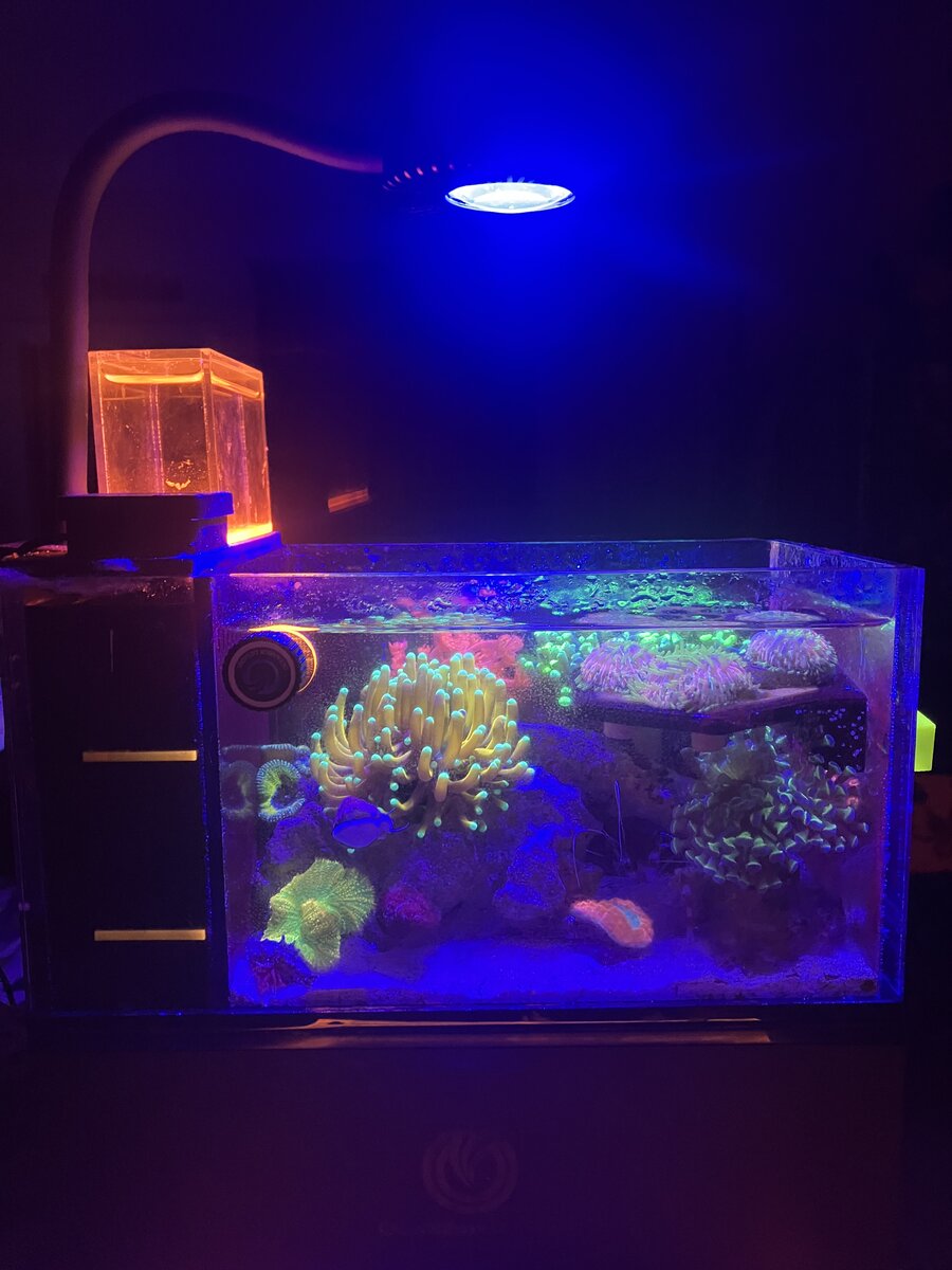 Perfect size for a reef pico tank | Reef2Reef