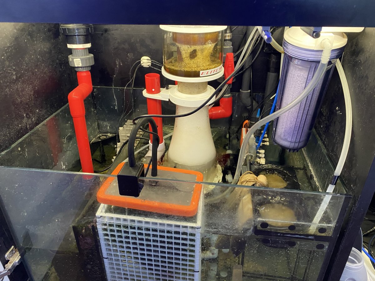 high phosphates, algae scrubber or Refugium | Reef2Reef