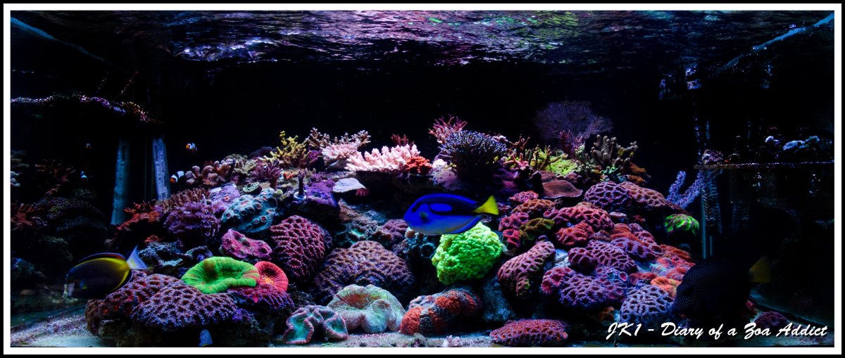 United Kingdom Reef Club Full Tank Shots | Reef2Reef
