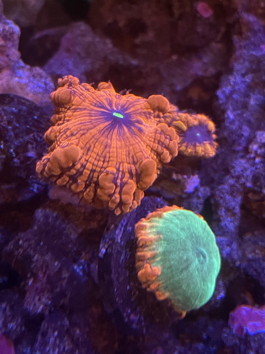 Noopsyche K7 V3 Test | Reef2Reef