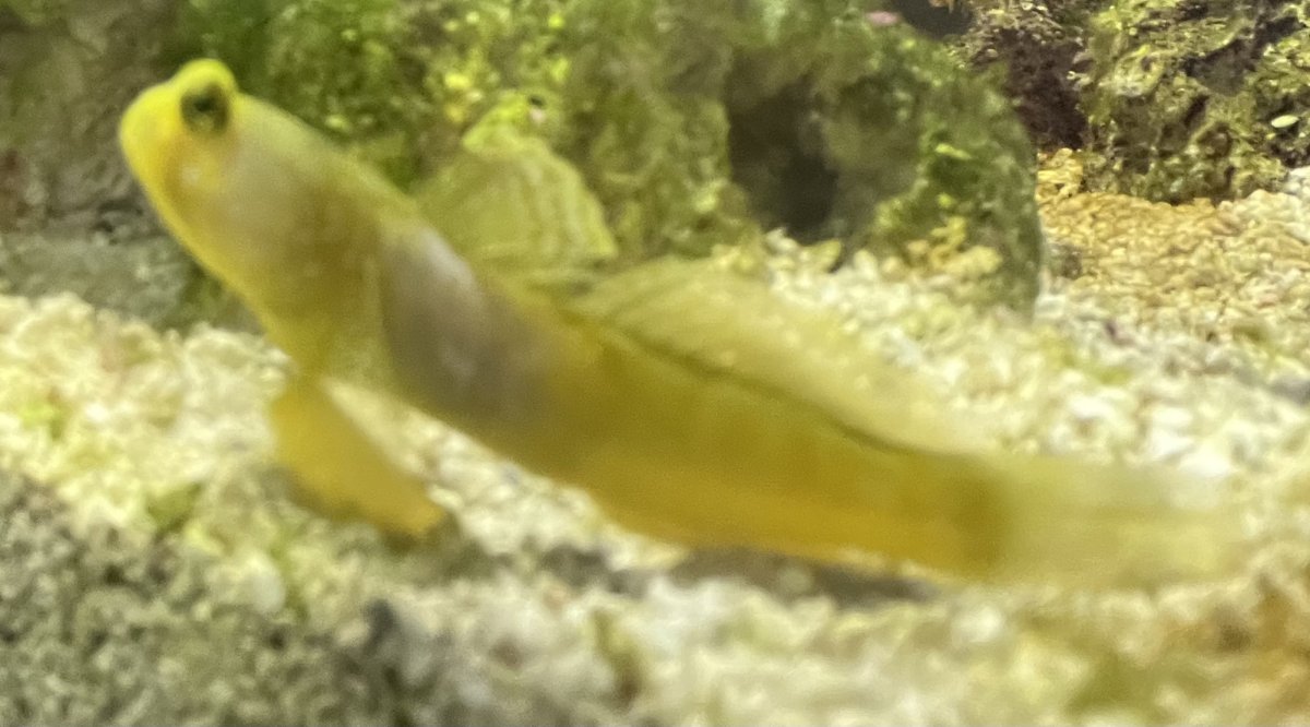 Watchman goby white patch | Reef2Reef