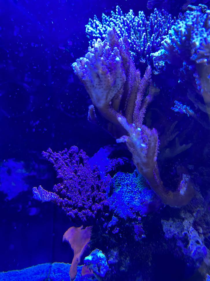 New York - Live Goods - All corals for sale SPS, LPS, GONI, YELLOW TANG ...