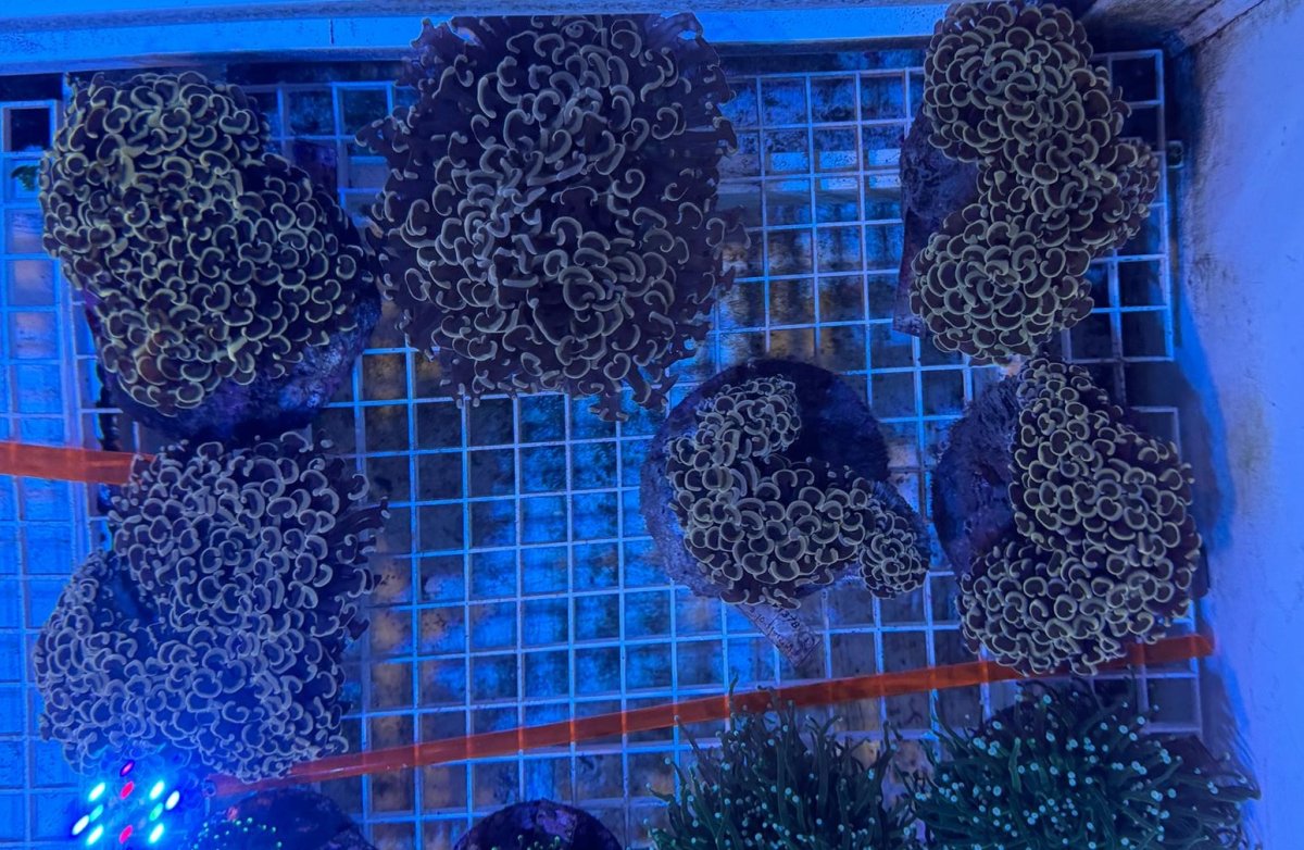 New Arrivals | Reef2Reef