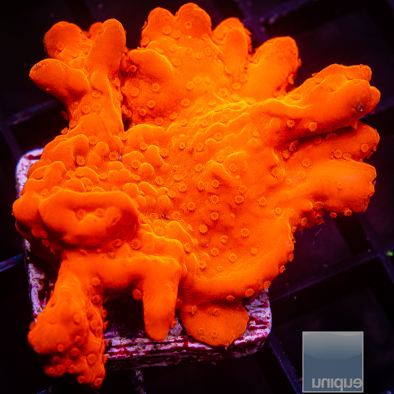 !1600+ Corals at up to 80% off! - ends today - Nov 4th & 5th two days ...