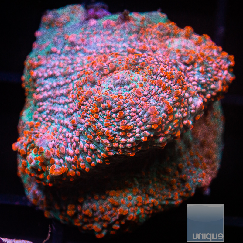 !1600+ Corals at up to 80% off! - ends today - Nov 4th & 5th two days ...
