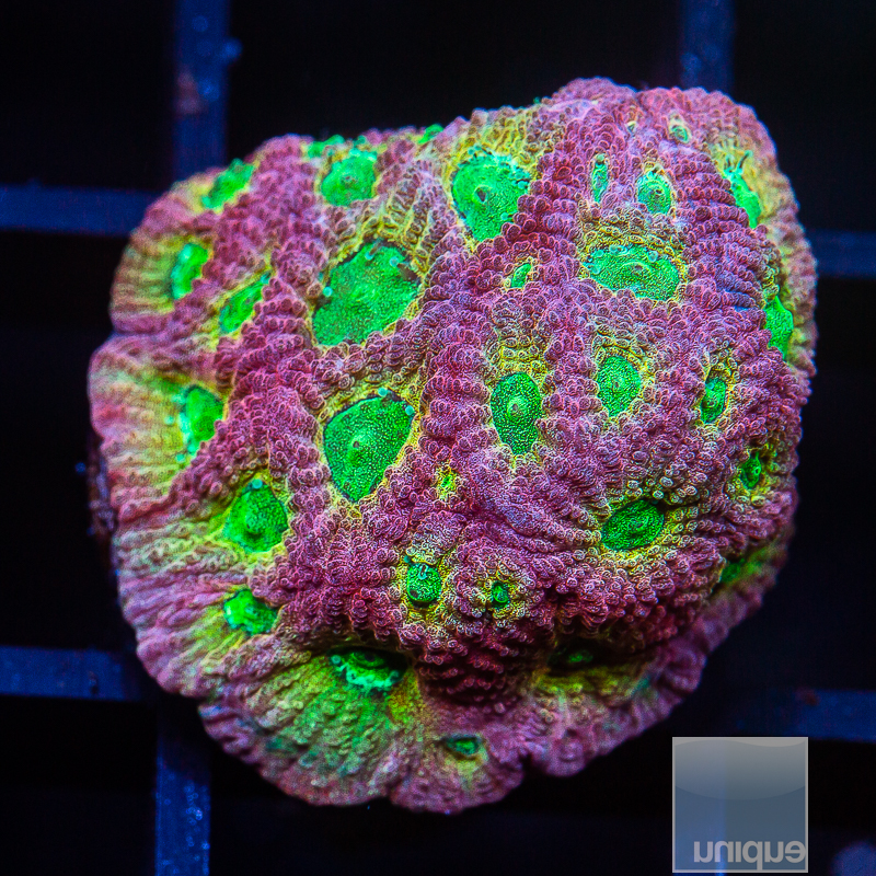 Valentine's Day Mon Feb 13th Flashsale on Reef2Reef 10am - 6pm pst ...
