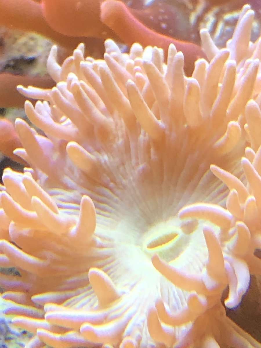 LPS Parasite? | Reef2Reef