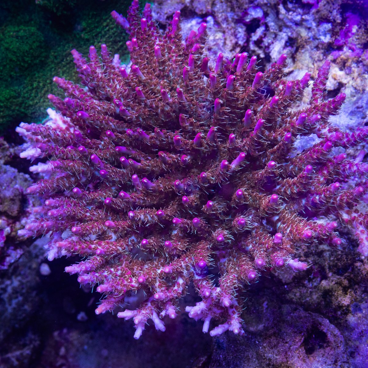 ️ Tidal Gardens Valentine's Sale ️ Up to 90% OFF hundreds of corals ...