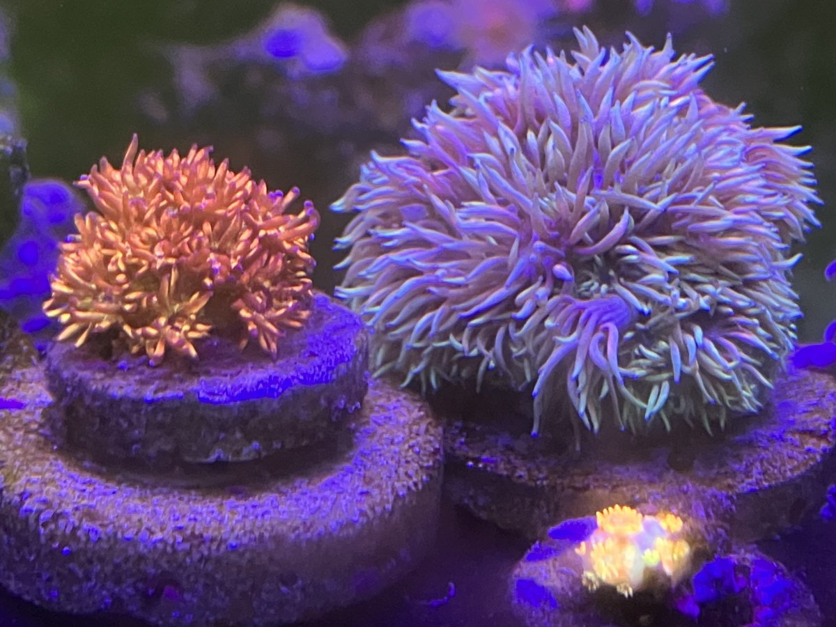Show me your polluted tanks: High Po4 High No3 | Reef2Reef