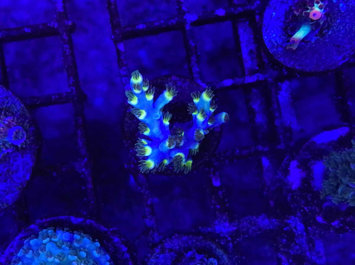 SBB Corals! Show off some pics of your SBB corals! | Reef2Reef