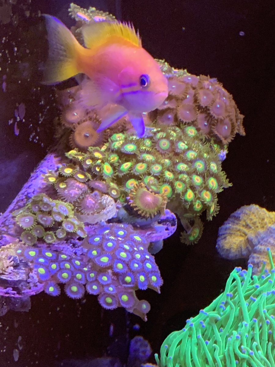 New Bimac Male. | Reef2Reef