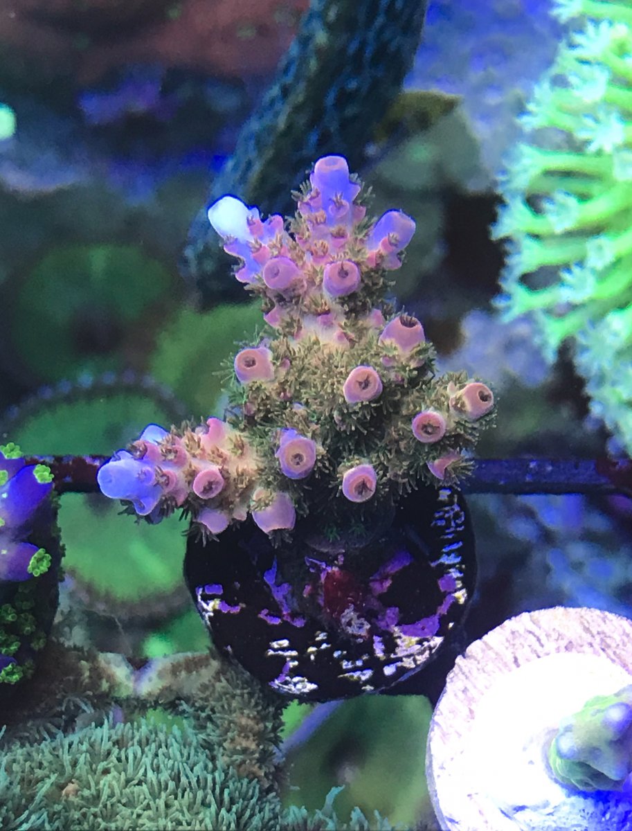 Top ten best acros....and go! | Reef2Reef