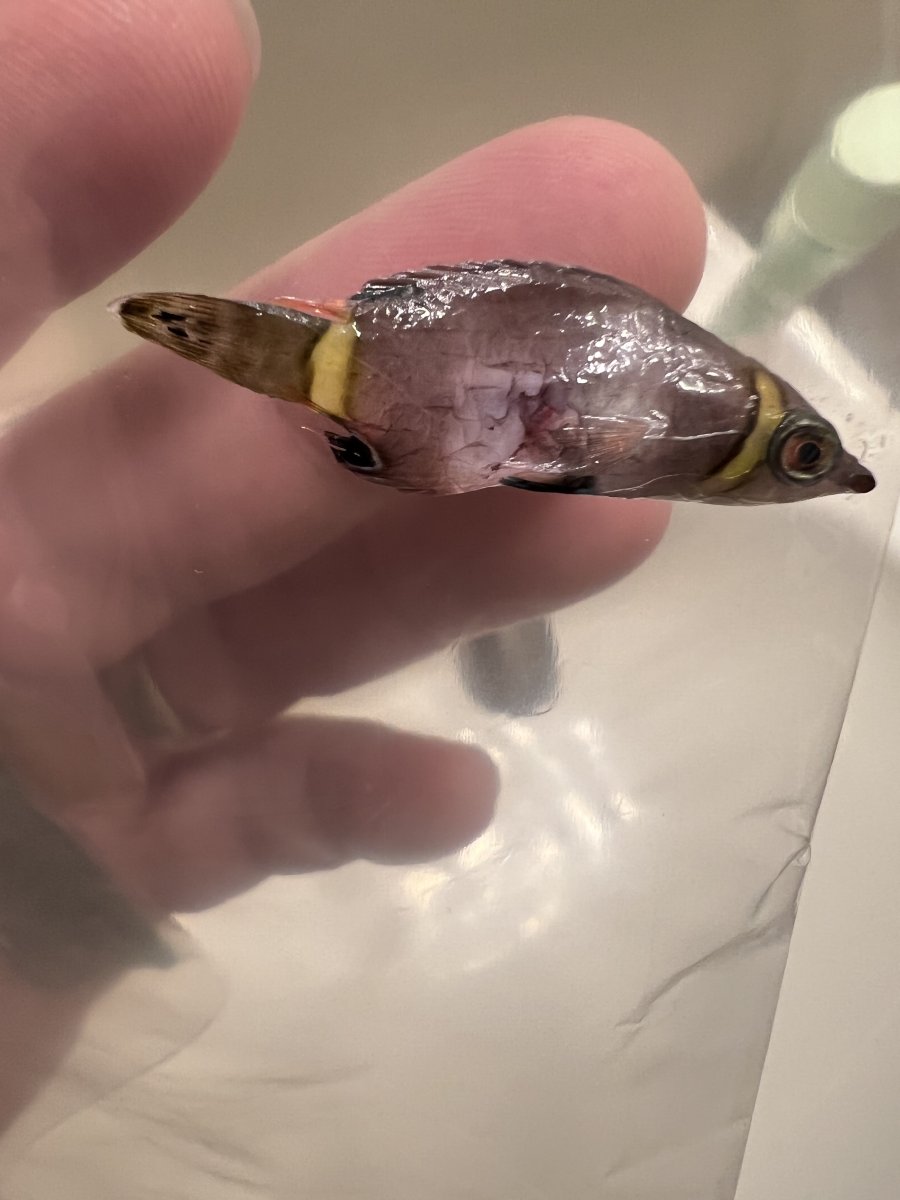 EMERGENCY - Possum wrasse injury in qt | Reef2Reef