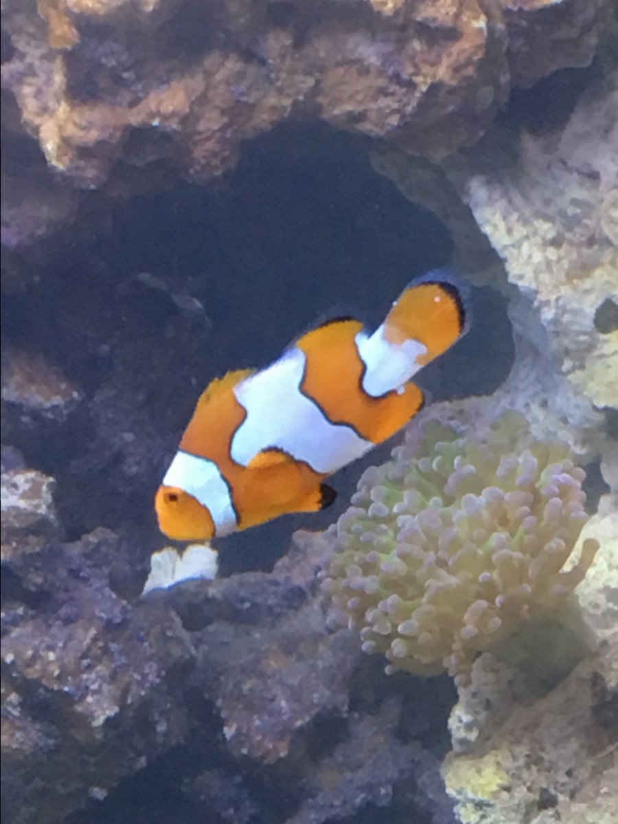 Clownfish has white spots | Reef2Reef