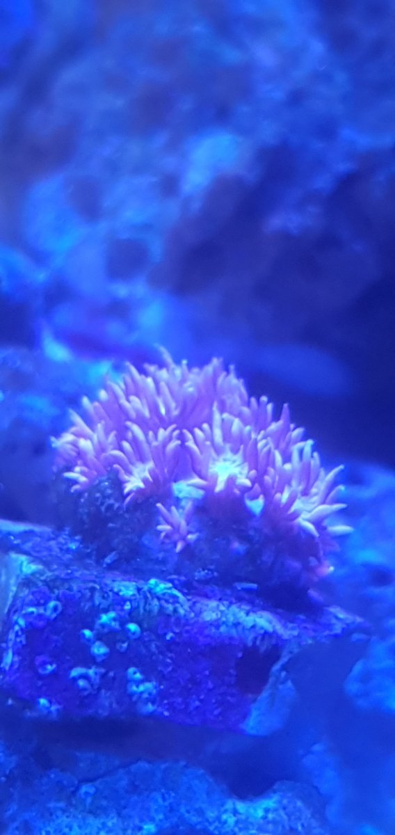 Nano Build - The Highway Reef | Reef2Reef