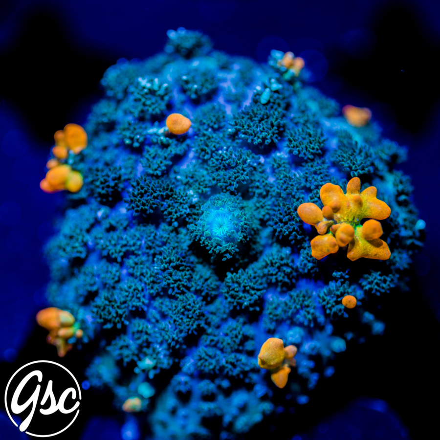 GSC CORAL SHOW OFF THREAD (Acro Heavy) | Reef2Reef