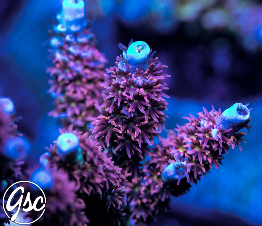 GSC CORAL SHOW OFF THREAD (Acro Heavy) | Reef2Reef