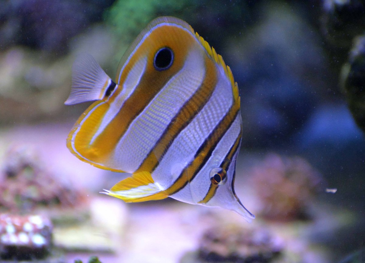 Eye Candy: The most photogenic fish thread | Page 16 | Reef2Reef