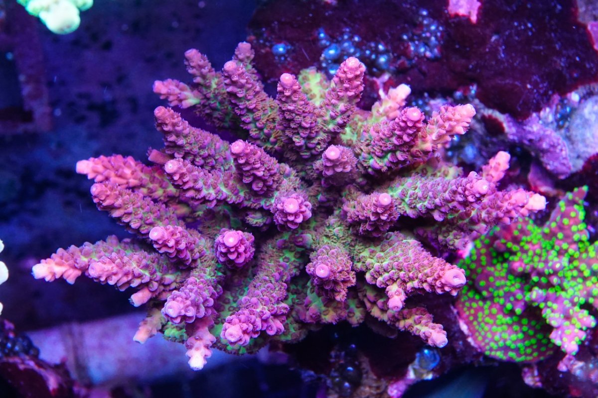 My favourite collection | Reef2Reef