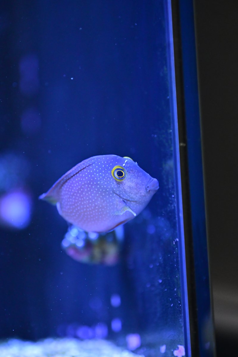 EMERGENCY - Tang infection | Reef2Reef